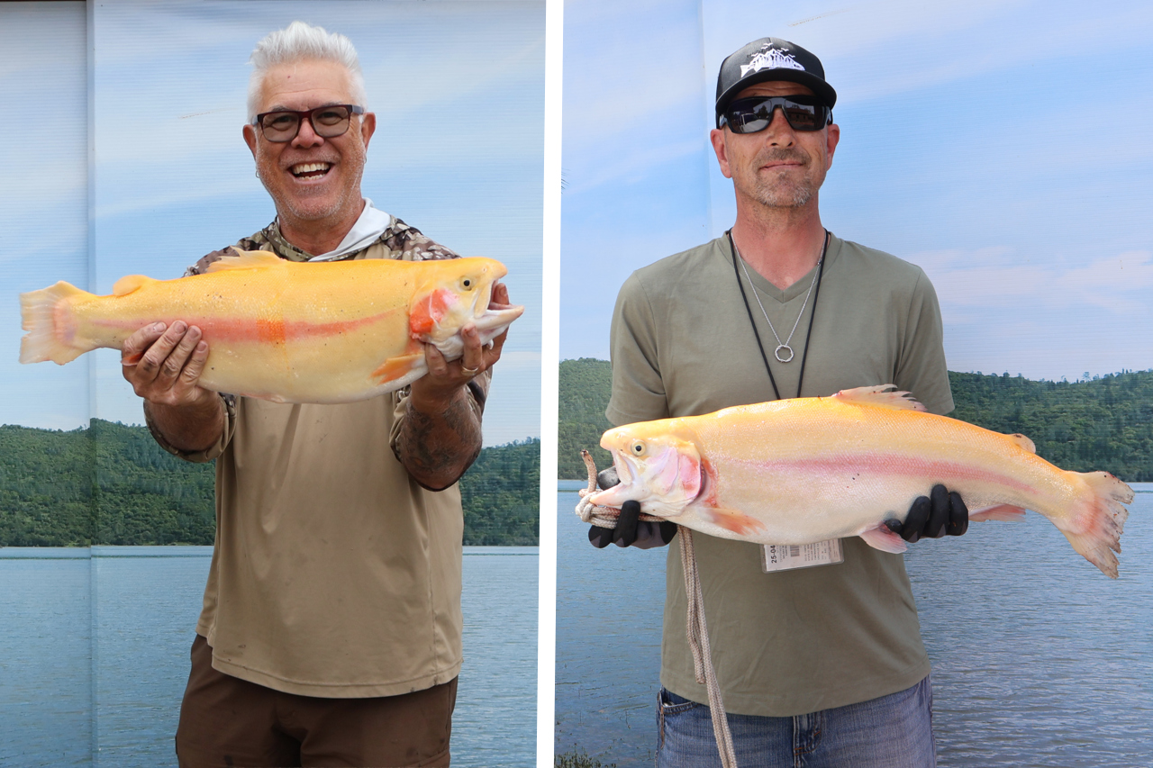 Collins Lake :: Trout Take a Dive, Bass & Cats Warm Up